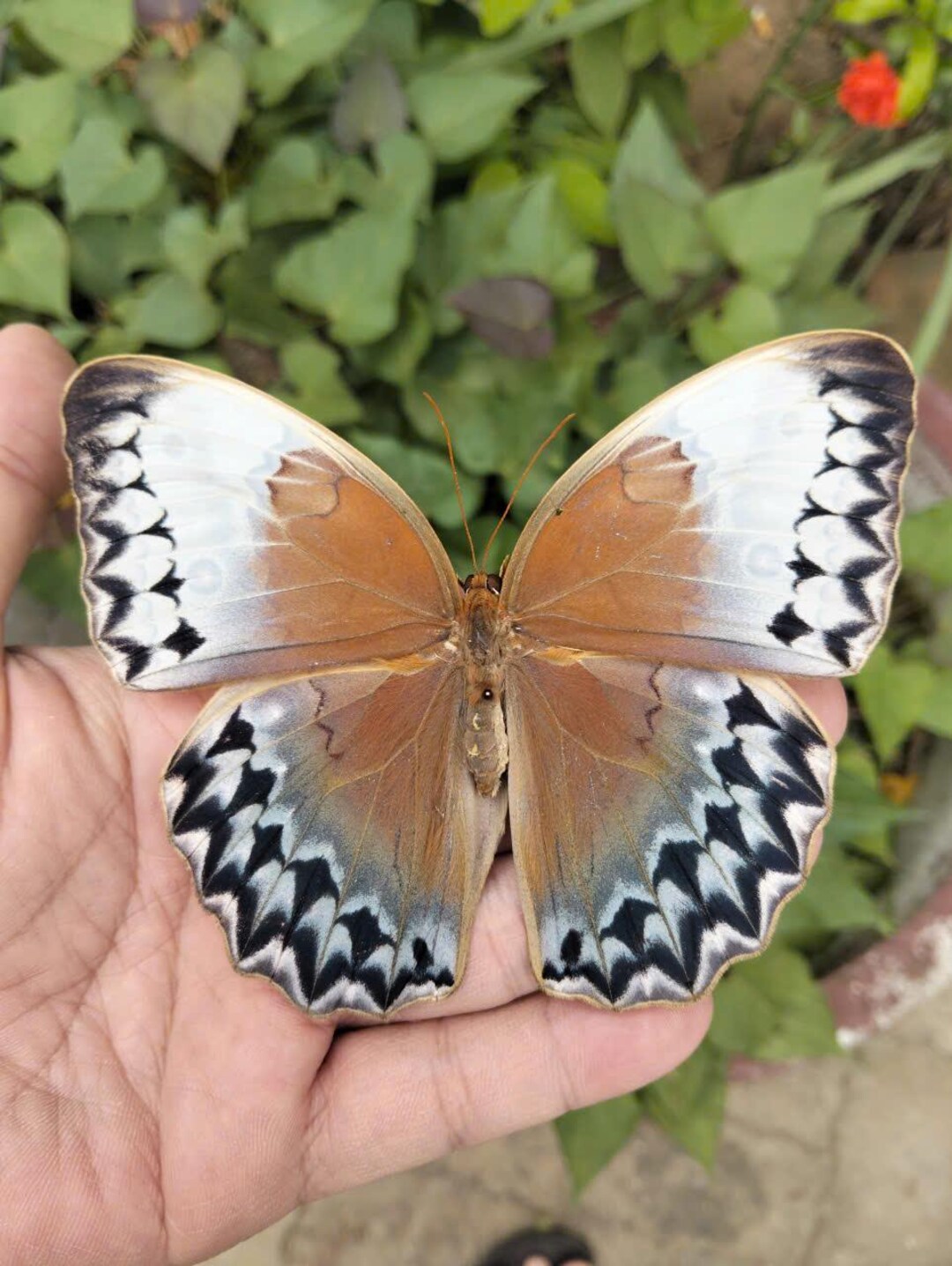 Real Butterfly Jungle Emperor Butterfly Specimen - Dried Stichophthalma ...
