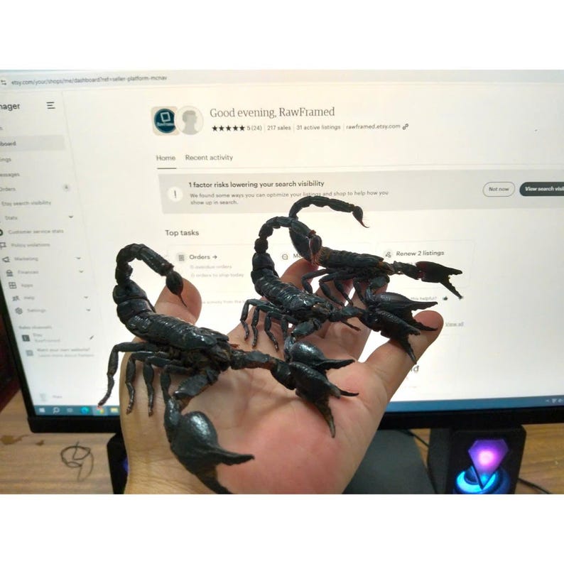 Pack of 2 Real Heterometrus Laoticus Scorpions – Dried, Spread Legs ...