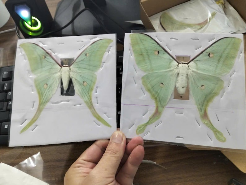 Luna Moth Actias Selene Spread Wings | Real Dried Pinned Specimen Ready ...