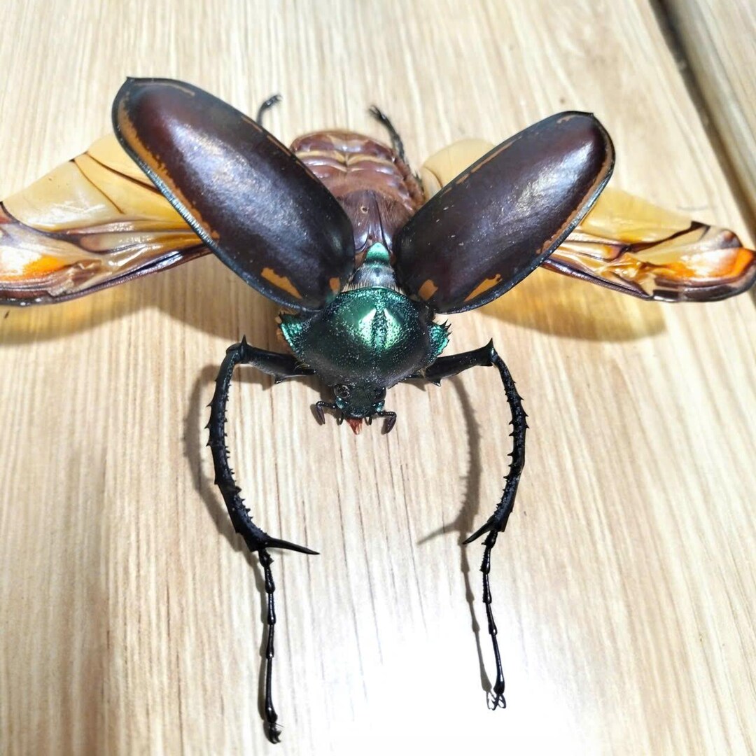 Cheirotonus Jansoni Long-armed Scarab Beetle | Giant Spread Wing Dried ...
