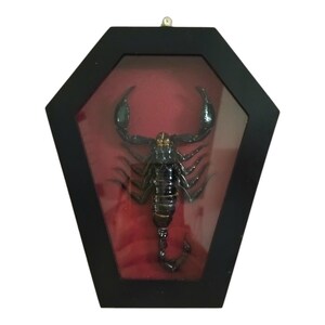 Pack of 4 Real Scorpion Specimen – Heterometrus Laoticus – Dry Arachnid ...