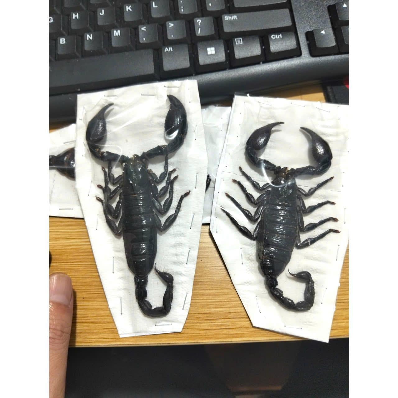Pack of 4 Real Scorpion Specimen – Heterometrus Laoticus – Dry Arachnid ...