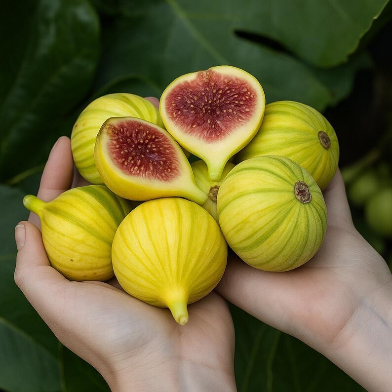 100 Panache Fig Seeds (tiger Stripe) – Rare Sweet Fig | Exotic Edible ...