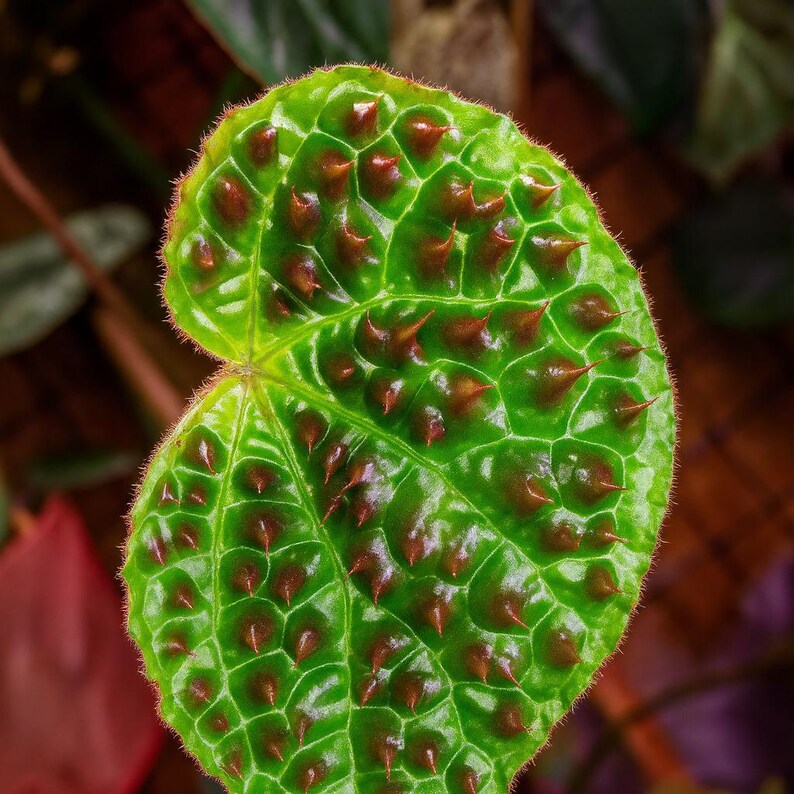 25 Ferox Begonia Seeds – Rare Spiky Foliage | Exotic Shade Plant | Indoor/outdoor Container ...