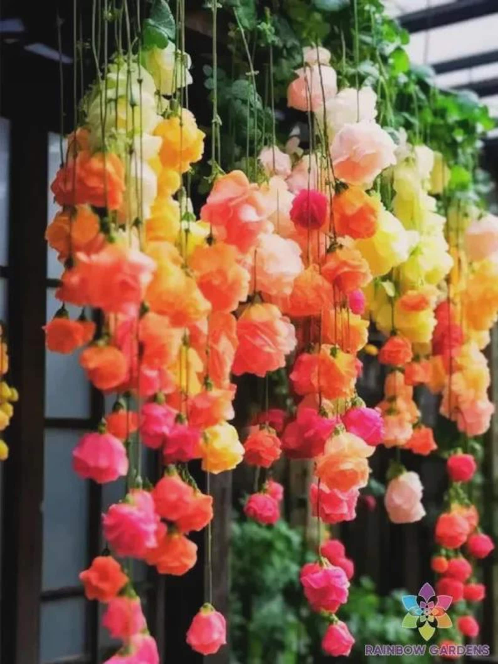 25+ Rainbow Weeping Begonia Seeds | Hanging Basket Flowers | Rare ...