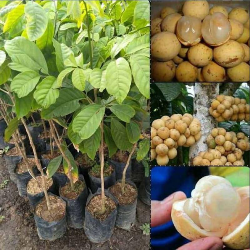 Dhl frucht - Etsy Schweiz