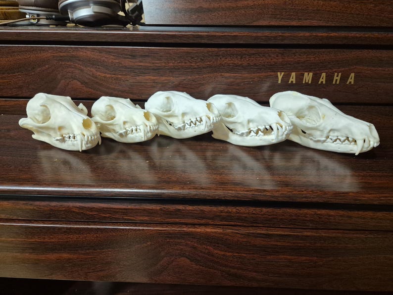 Prawdziwa Czaszka Lisa Fox Kompletna - Etsy