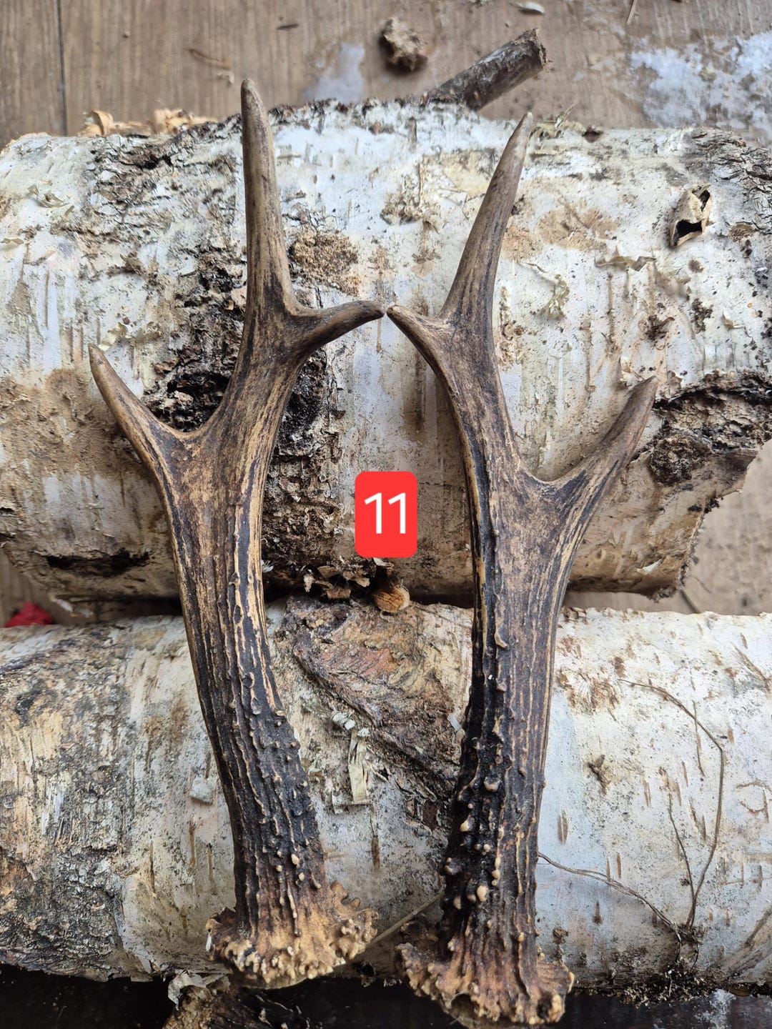 Large Pairs of Roe Deer Antlers Horns Roe Deer Buck Real Antlers - Etsy