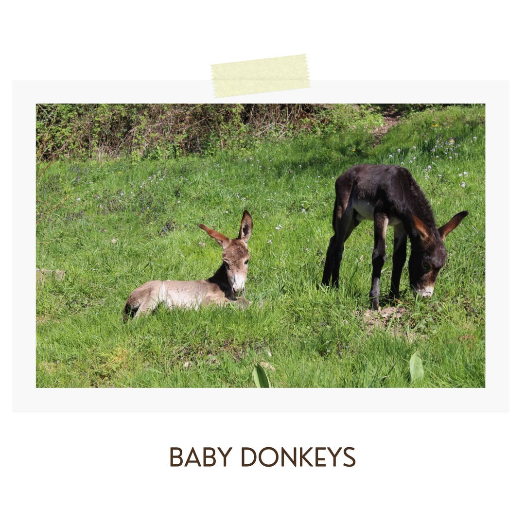 Baby Donkeys Photo Print – Digital Download – Baby Donkeys Photo Print ...