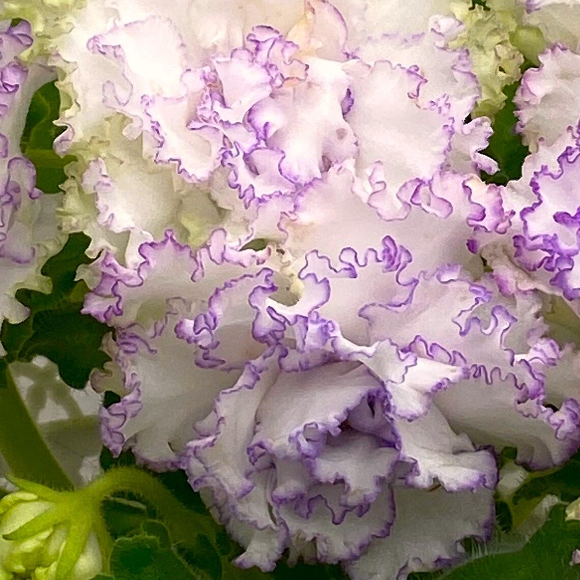 African Violets With Unique Color and Flower Shapes Av-krinolin - Etsy ...