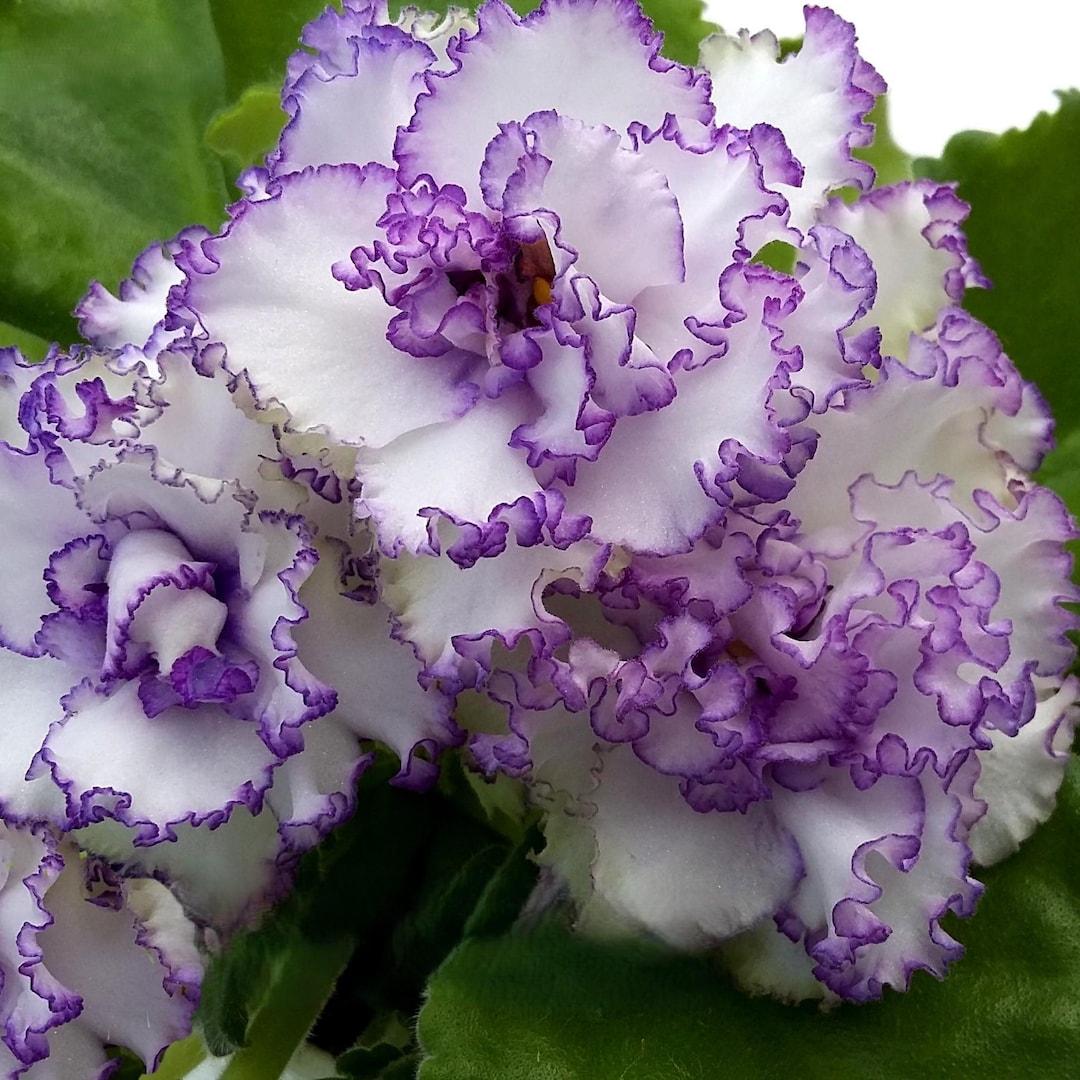 African Violets With Unique Color and Flower Shapes Av-krinolin - Etsy ...