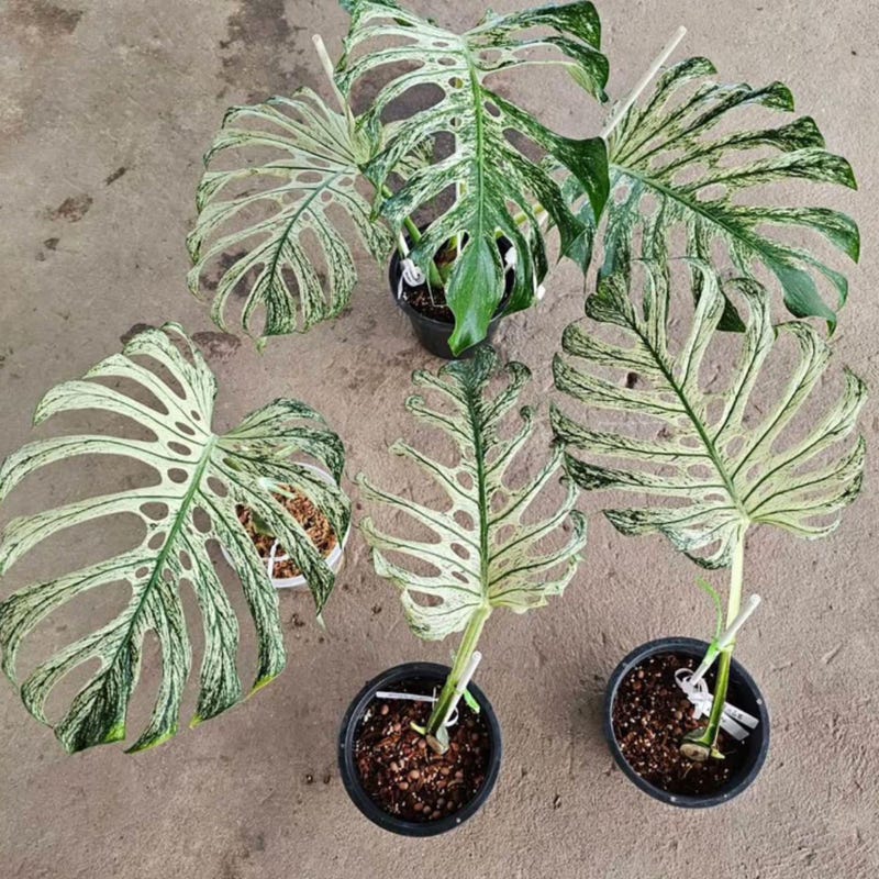 Monstera Devil Monster - Etsy