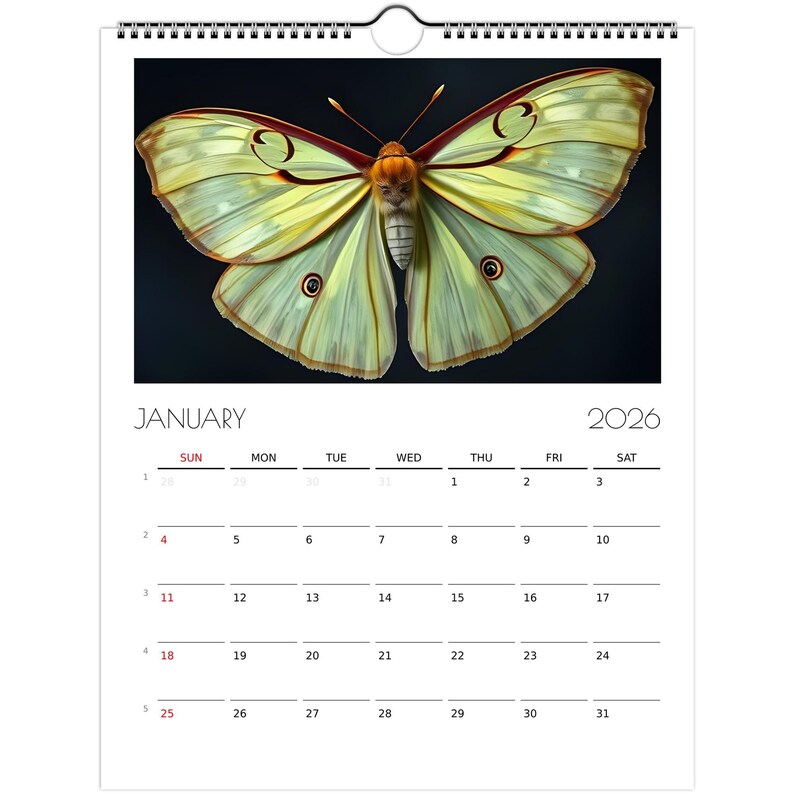 2026 Moths Calendar - Unique Wall Art (8.5"x11") - Etsy