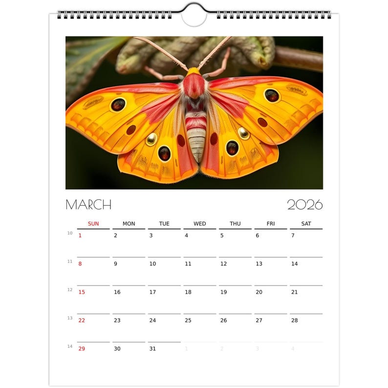2026 Moths Calendar - Unique Wall Art (8.5"x11") - Etsy