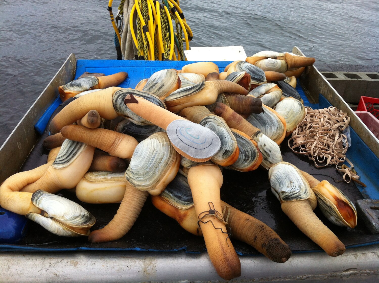 Geoduck Price