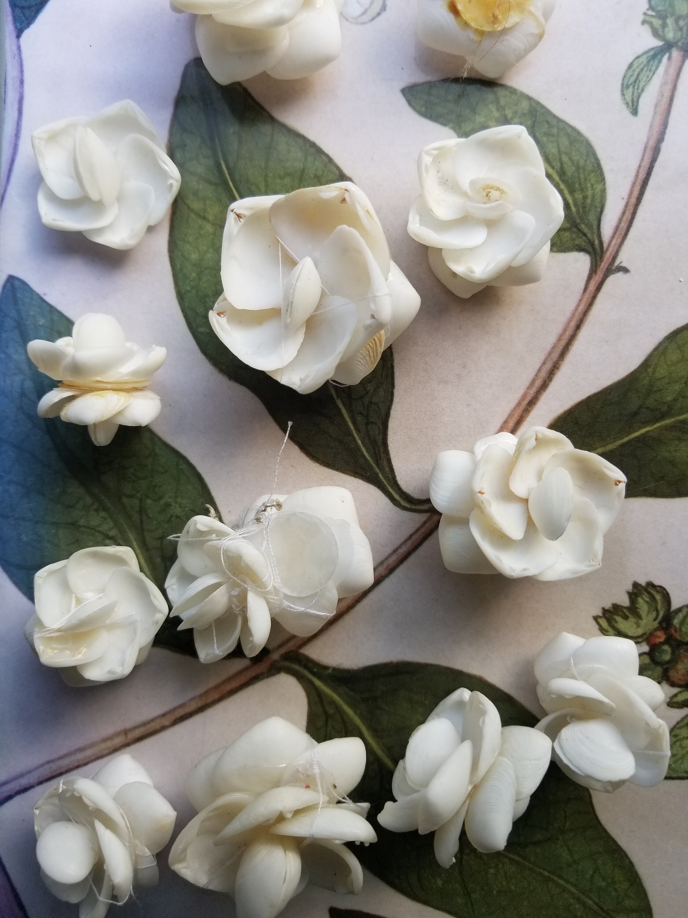 2 Vintage Shell Roses Sent as A Pair | Etsy