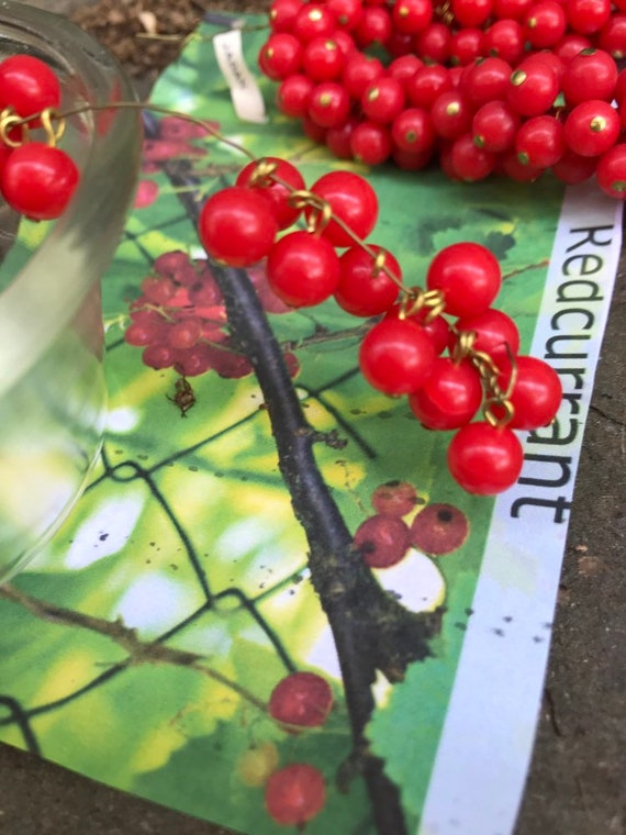 30 Vintage Japanese Red Current Holly Cherry Red Current - Etsy