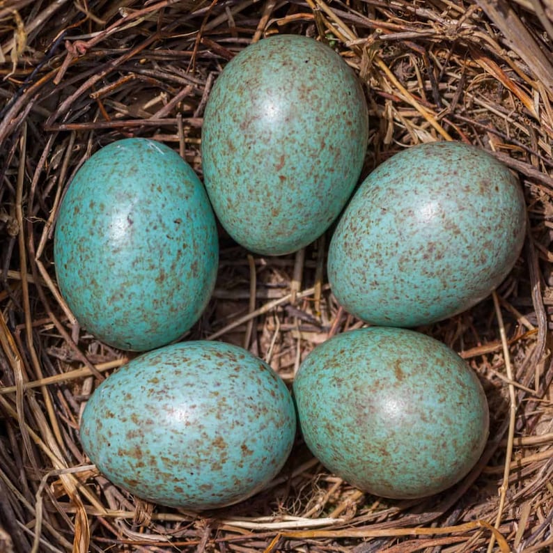 Vintage Robins Egg "spotted Blue" Cabochons, 15mm or 18mm - Etsy