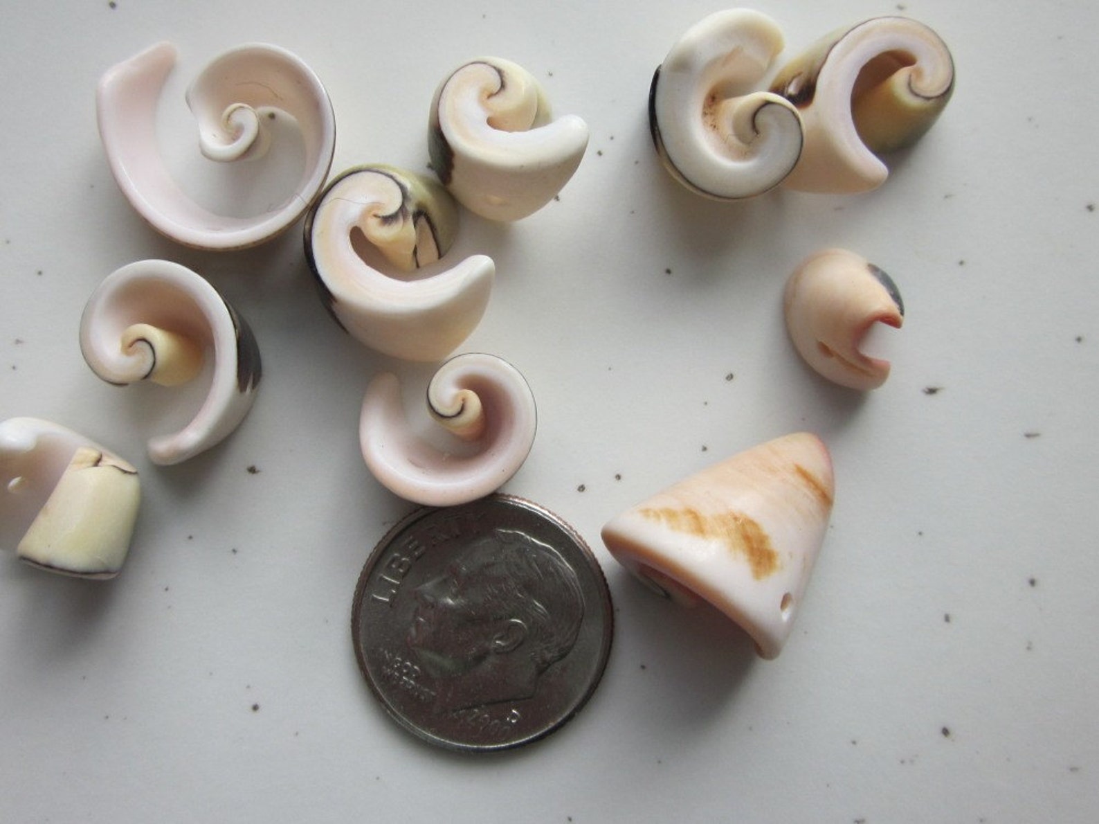 20 Peachy Beach Shell Chips | Etsy