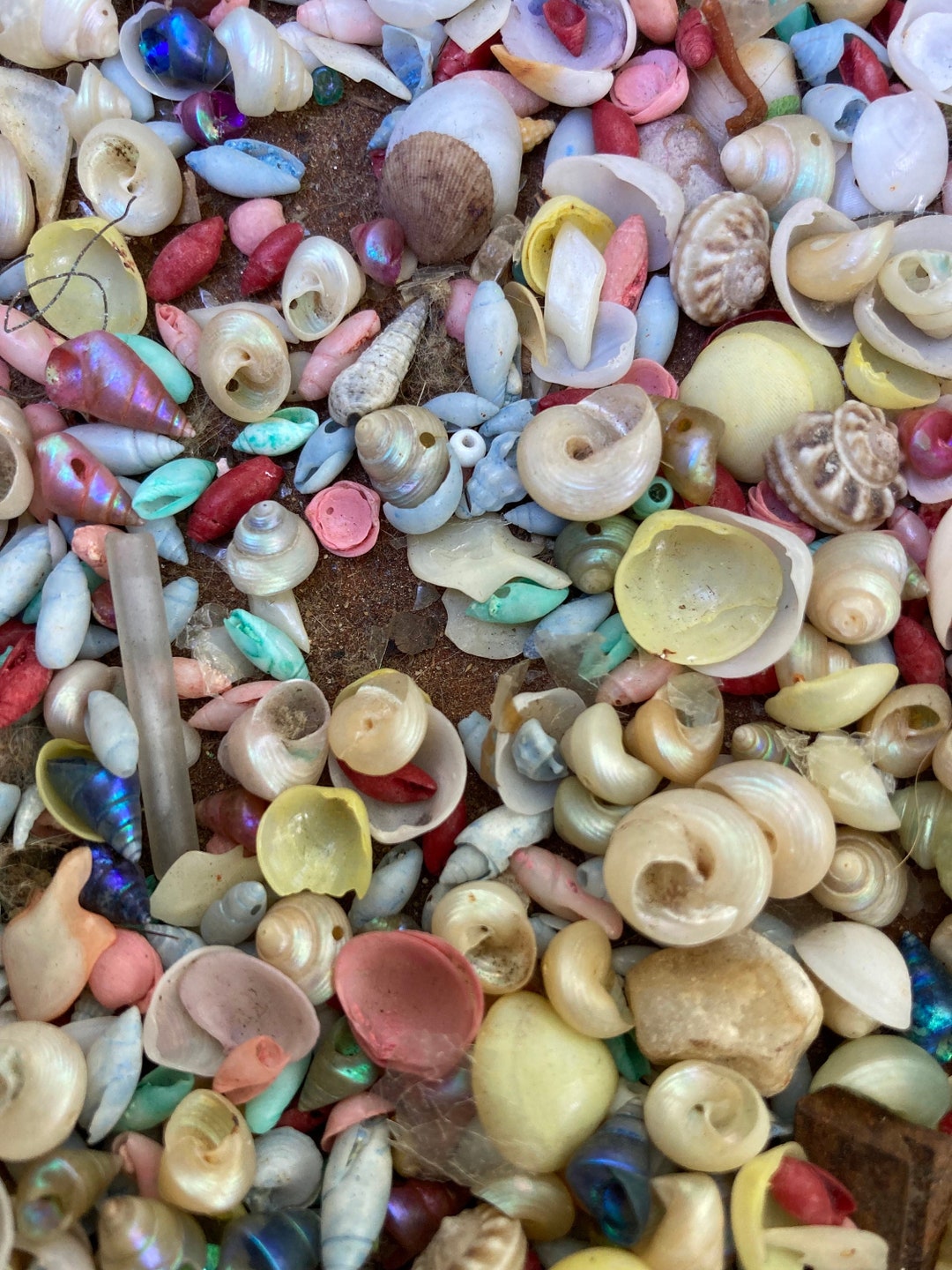 50 Vintage VERY Tiny Shells, Beautiful Mixed Colors - Etsy
