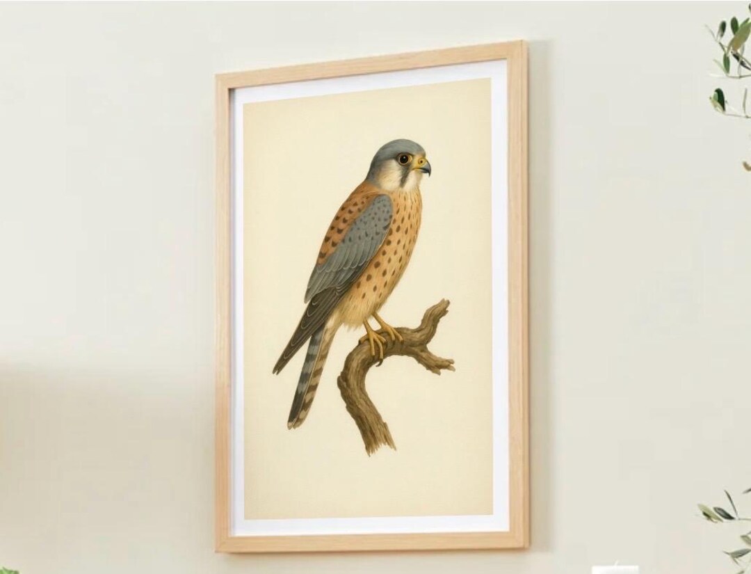 Kestrel Wall Art Printable | Vintage Bird of Prey Illustration | Raptor ...