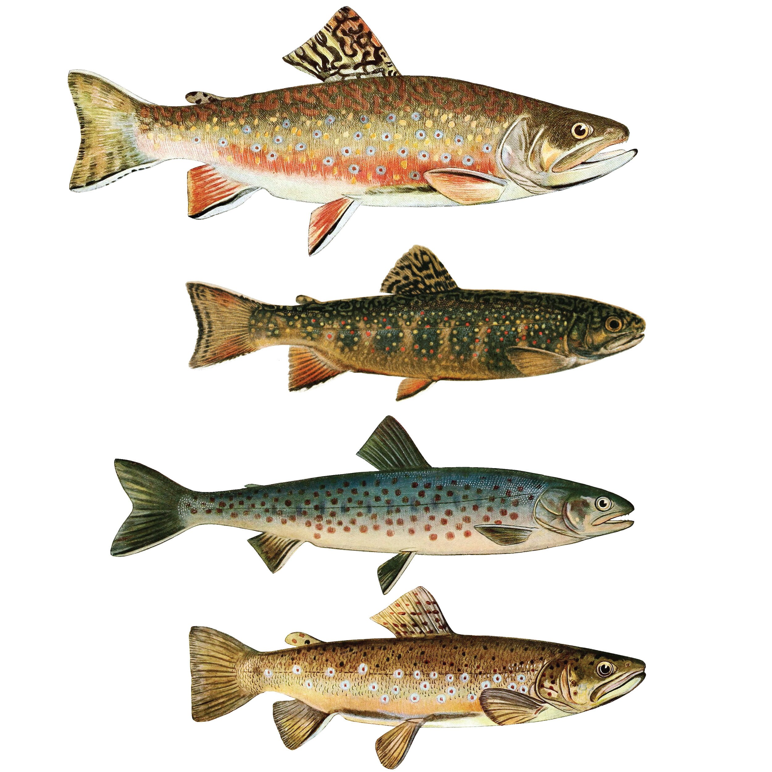 Trout Wall Decals - Set of 13 Fish Stickers - Great Gift for Fisherman ...