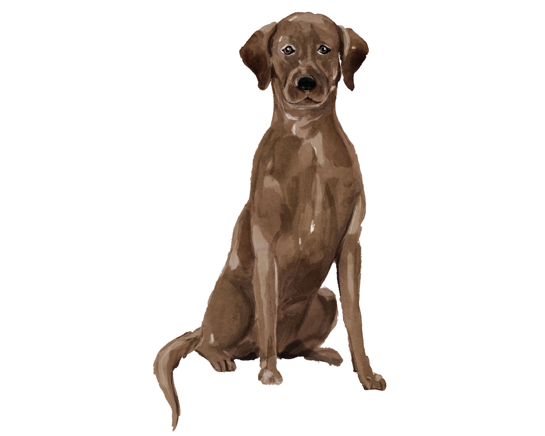 Chocolate Lab / Chocolate Labrador Retriever Wall Decal - Etsy