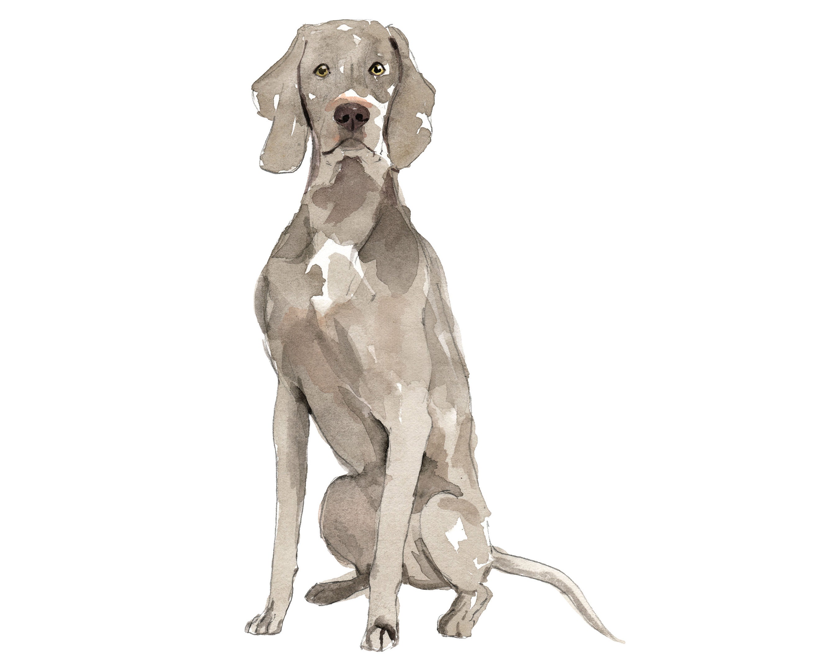 Weimaraner Beagle Mix
