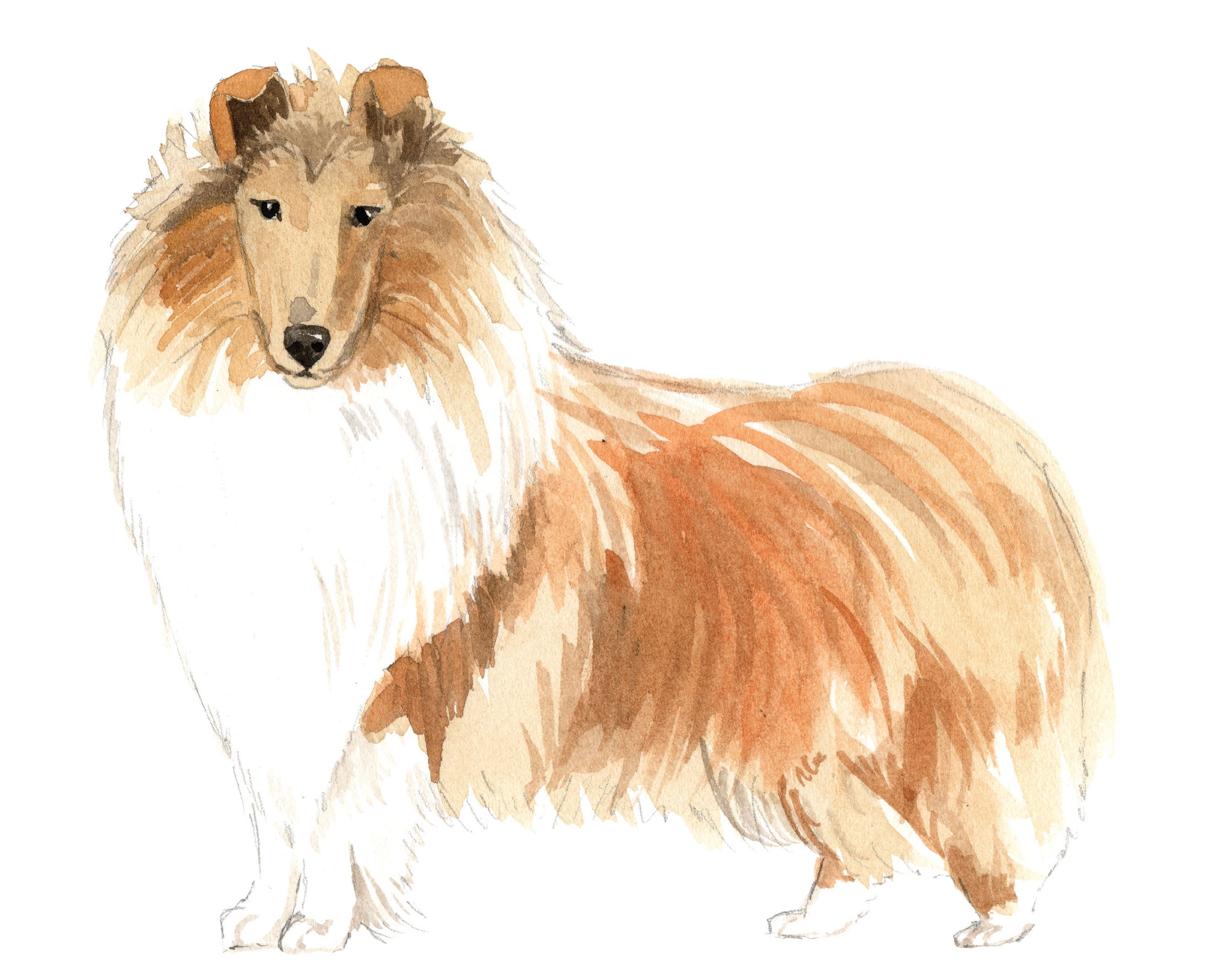 Rough Collie / Scottish Collie Dog Wall Decal - Etsy