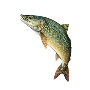Fish Wall Decals - Brown Trout, Walleye, Yellow Perch, Northern Pike ...