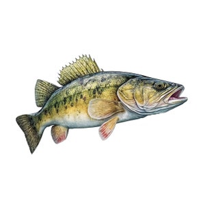 Fish Wall Decals - Brown Trout, Walleye, Yellow Perch, Northern Pike ...