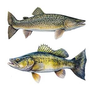 Fish Wall Decals - Brown Trout, Walleye, Yellow Perch, Northern Pike ...