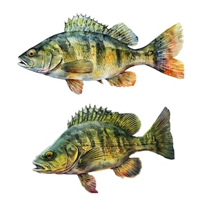 Fish Wall Decals - Brown Trout, Walleye, Yellow Perch, Northern Pike ...