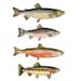 Trout Wall Decals - Set of 13 Fish Stickers - Great Gift for Fisherman ...