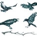 Raven Halloween Decals Set of 4 Watercolor Ravens and Tree Branch for ...