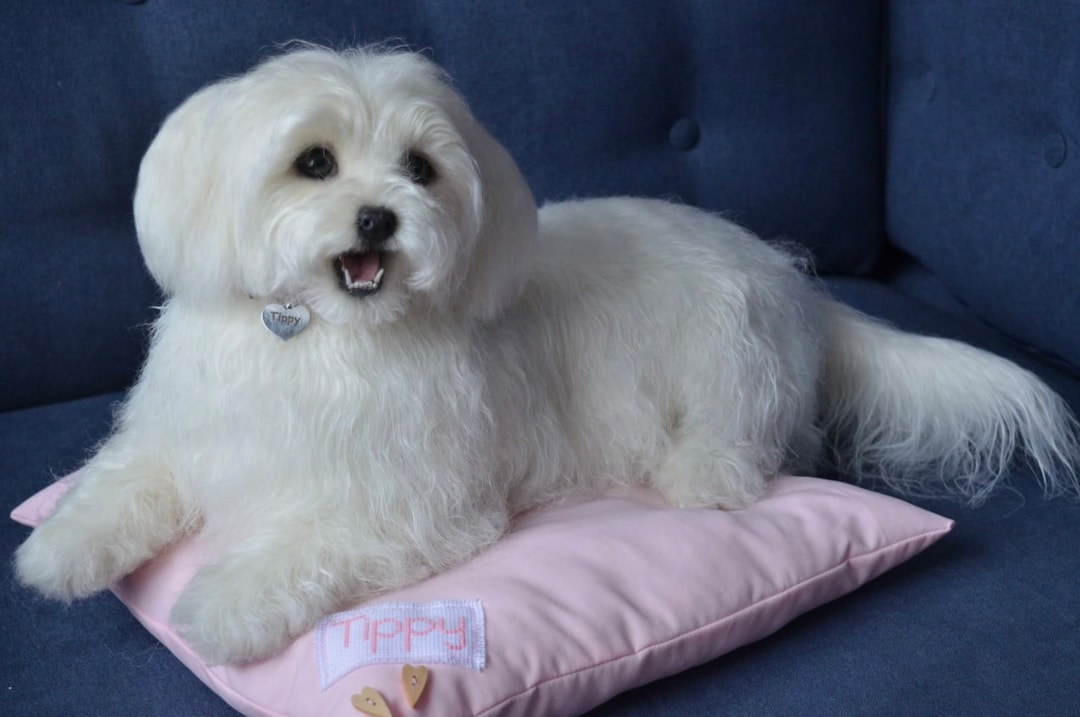 Custom Needle Felted Maltese Dog Sculpture, Pet Loss Memorial - Etsy