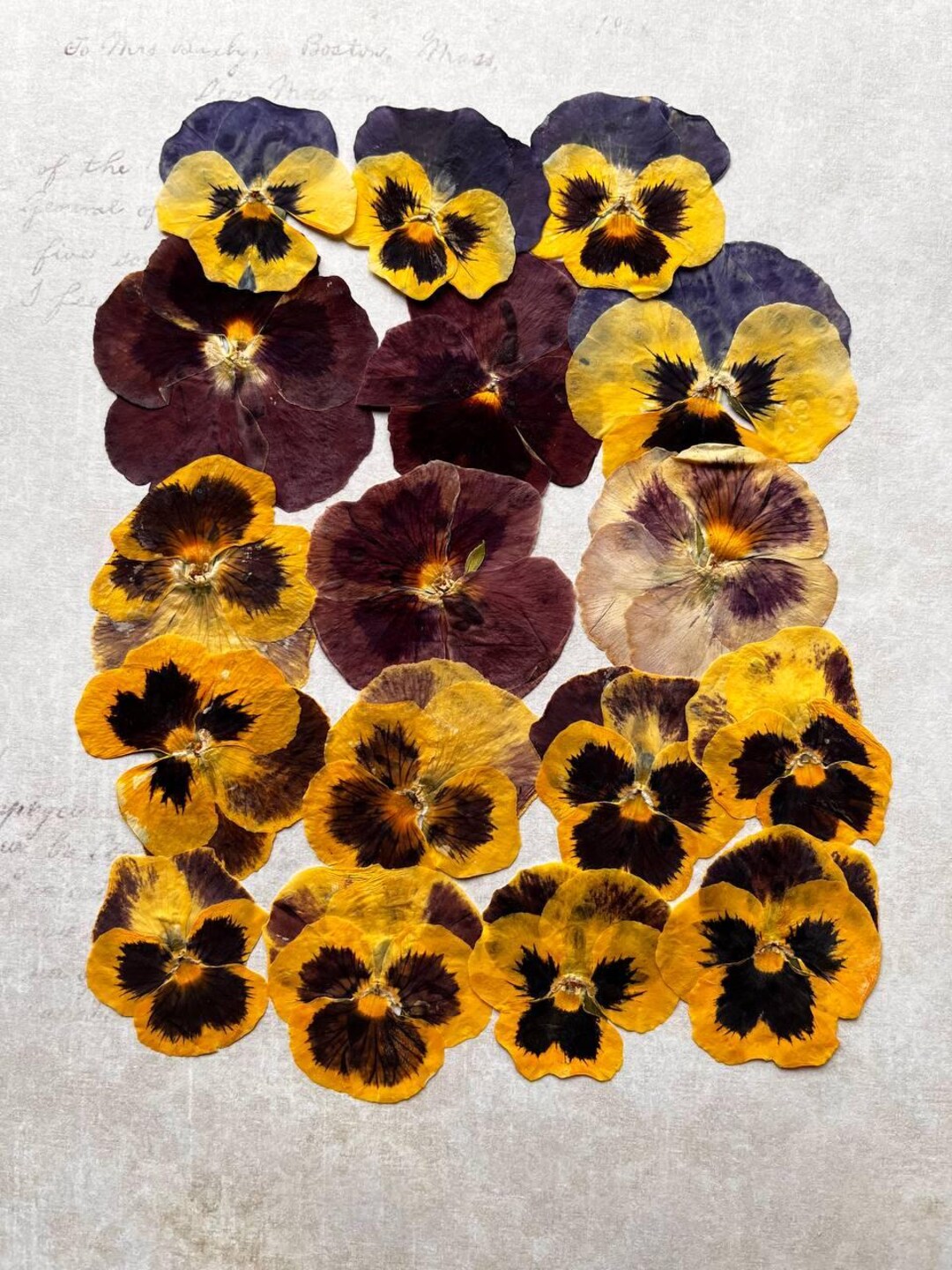 Pressed Pansy Flower: Real Dried Flowers for Resin Art - Etsy