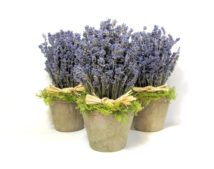 French Country Dried Floral Arrangement Lavender Pots - Etsy