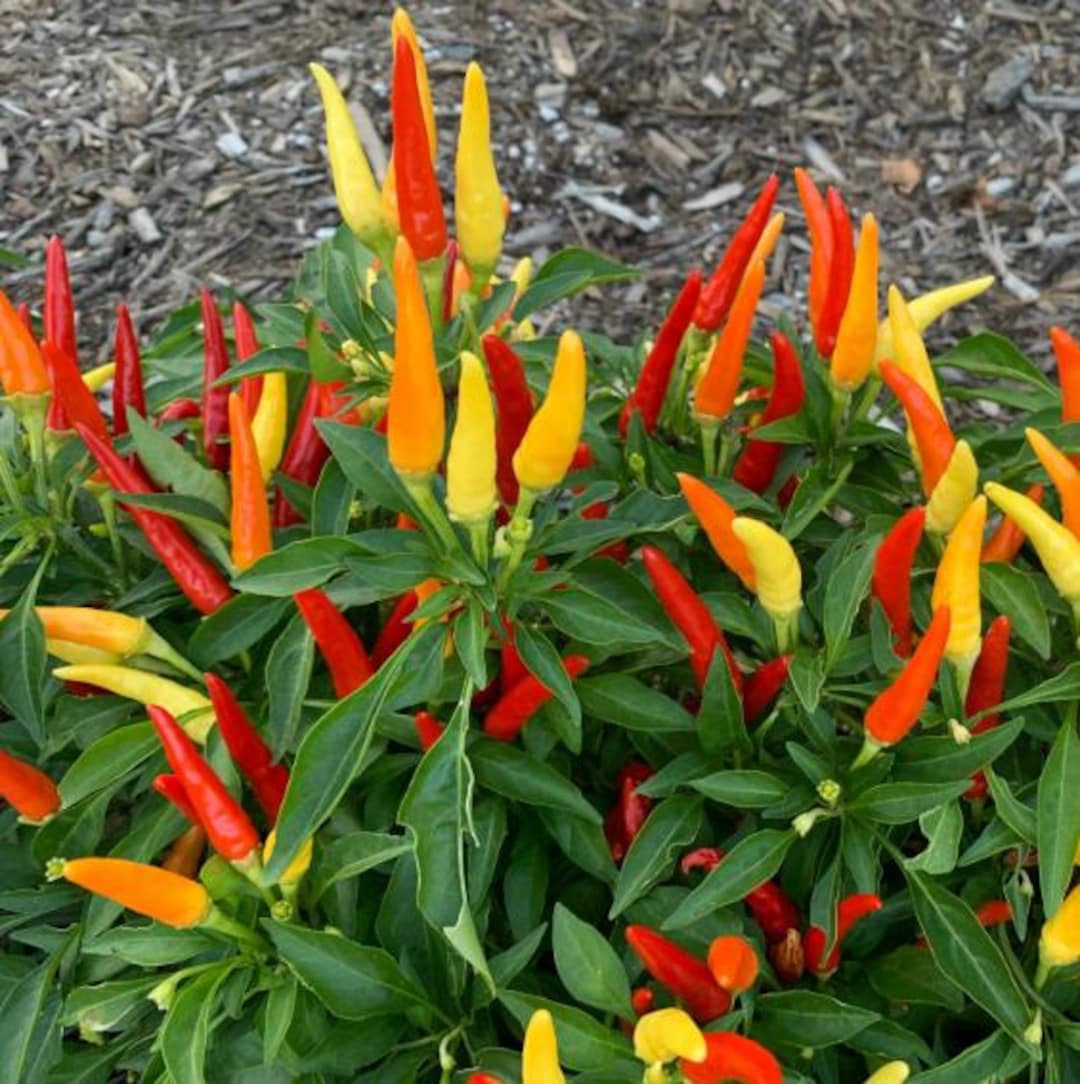 2 Plants per Pot Tabasco Pepper Live Plant, Spicy Chili Perfect Plant 4 ...