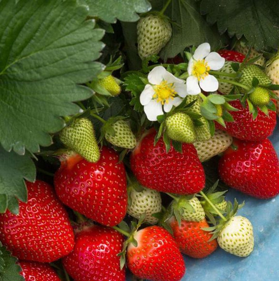 Set 20 Cardinal Strawberry Bare Roots Live for Planting, Well Rooted ...