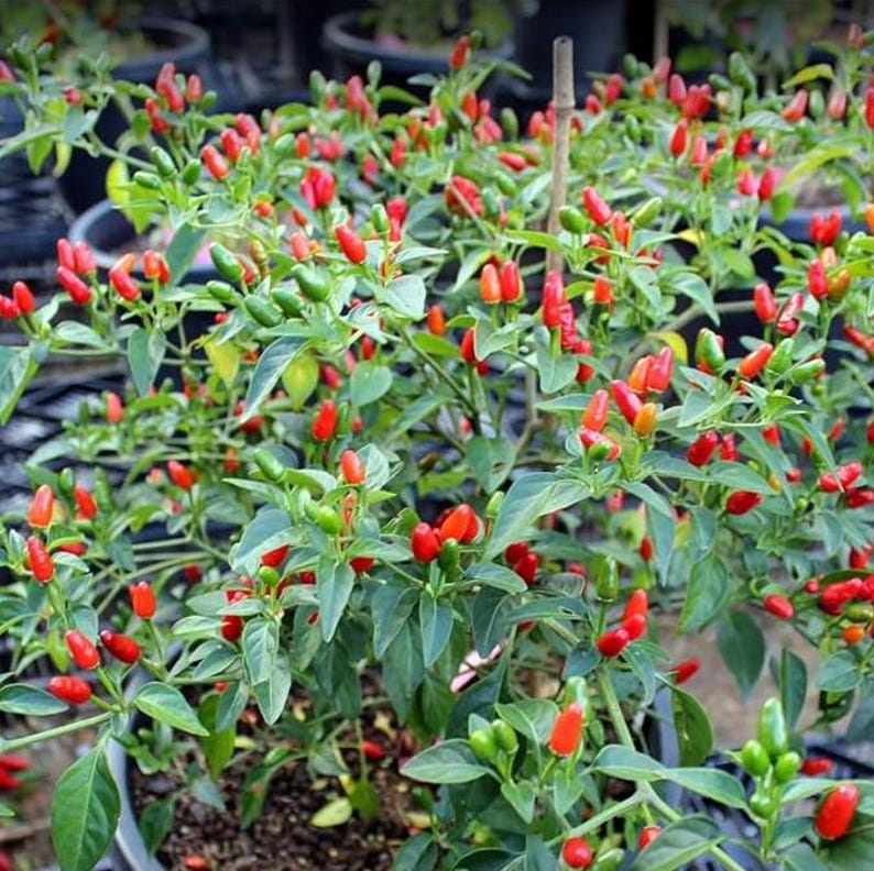 2 Plants per Pot Tabasco Pepper Live Plant, Spicy Chili Perfect Plant 4 ...
