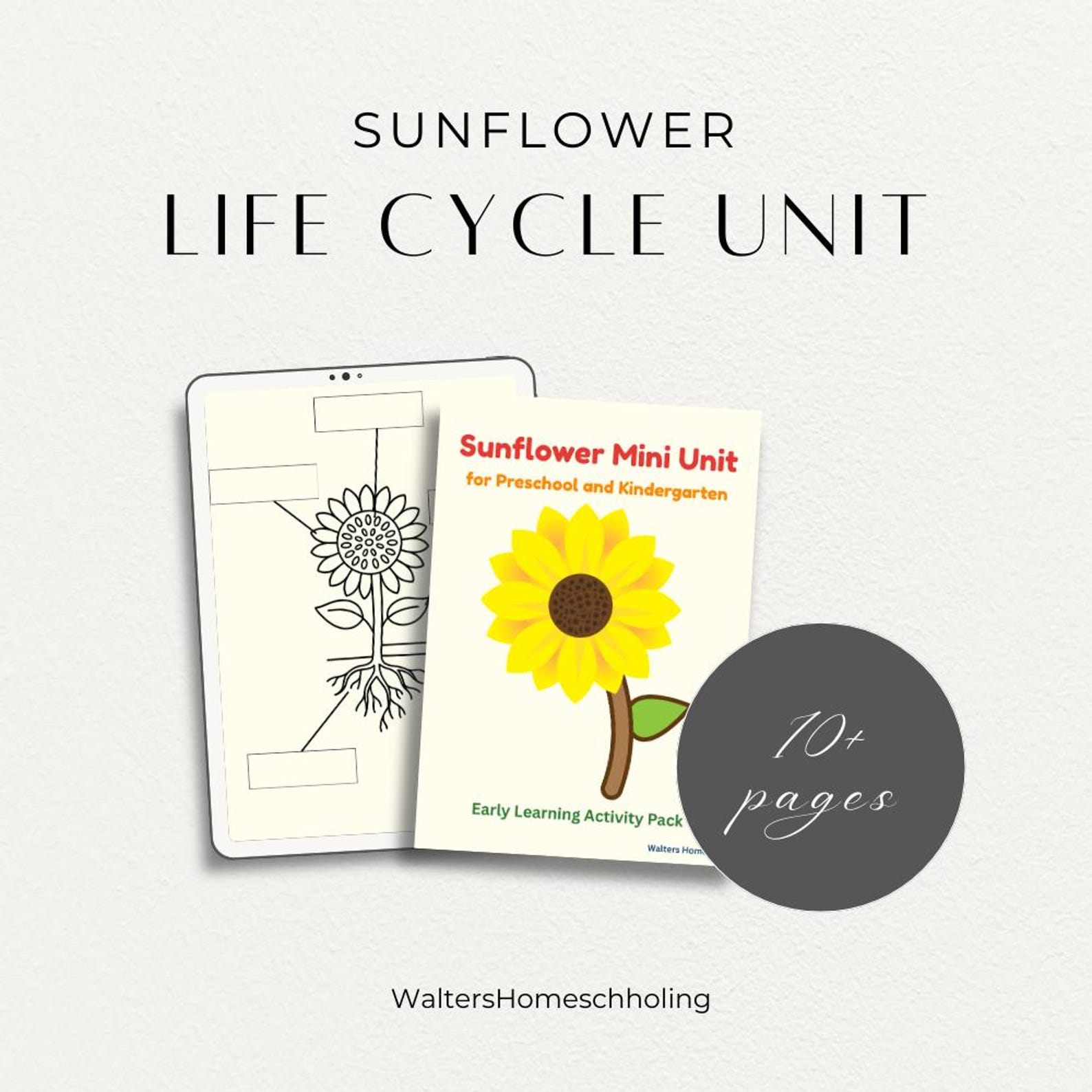 Sunflower Life Cycle Printable | Preschool & Kindergarten Science ...