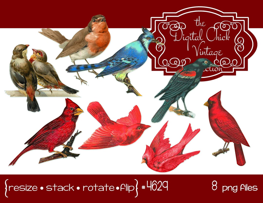 Vintage Bird Clipart, Printable Instant Digital Download, Bird Clip Art ...