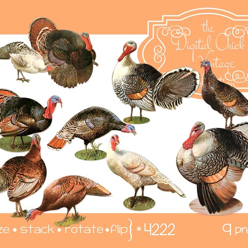 Thanksgiving Turkey Greetings Vintage Digital Image Download - Etsy