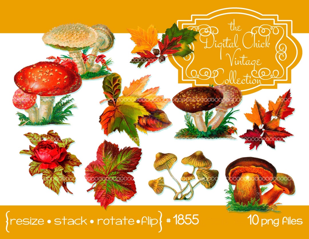 Digital Clipart, Instant Download, Vintage Autumn Leaves Images--fall ...