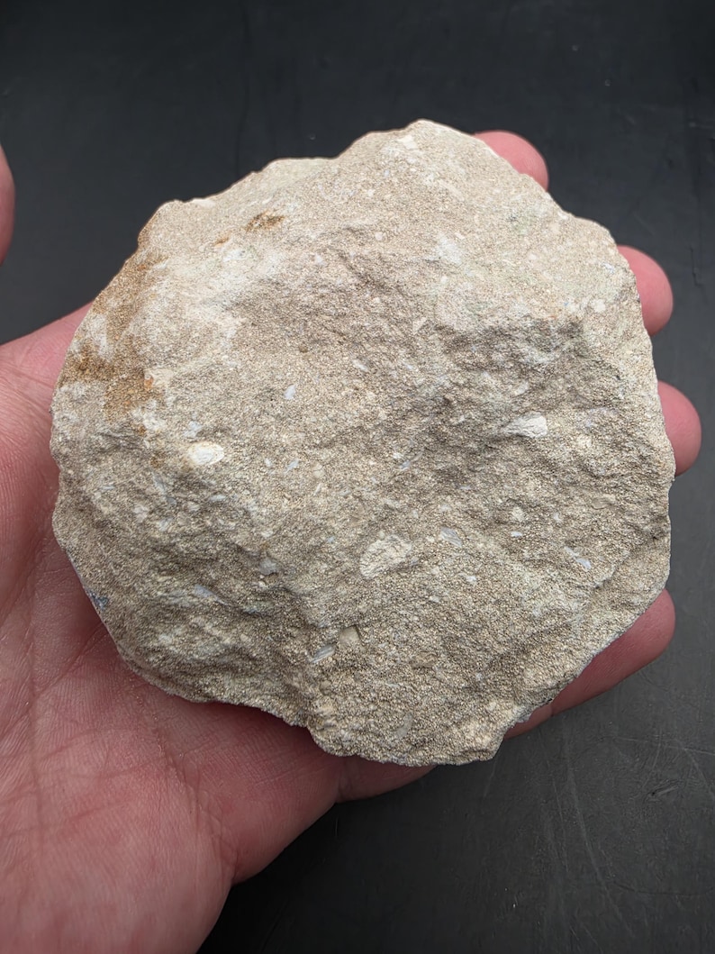 Otodus Shark Tooth on Matrix • Eocene Fossil • Khouribga Morocco ...