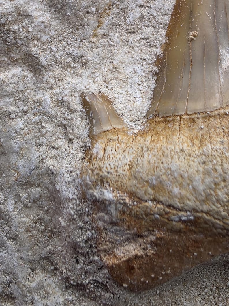 Otodus Shark Tooth on Matrix • Eocene Fossil • Khouribga Morocco ...