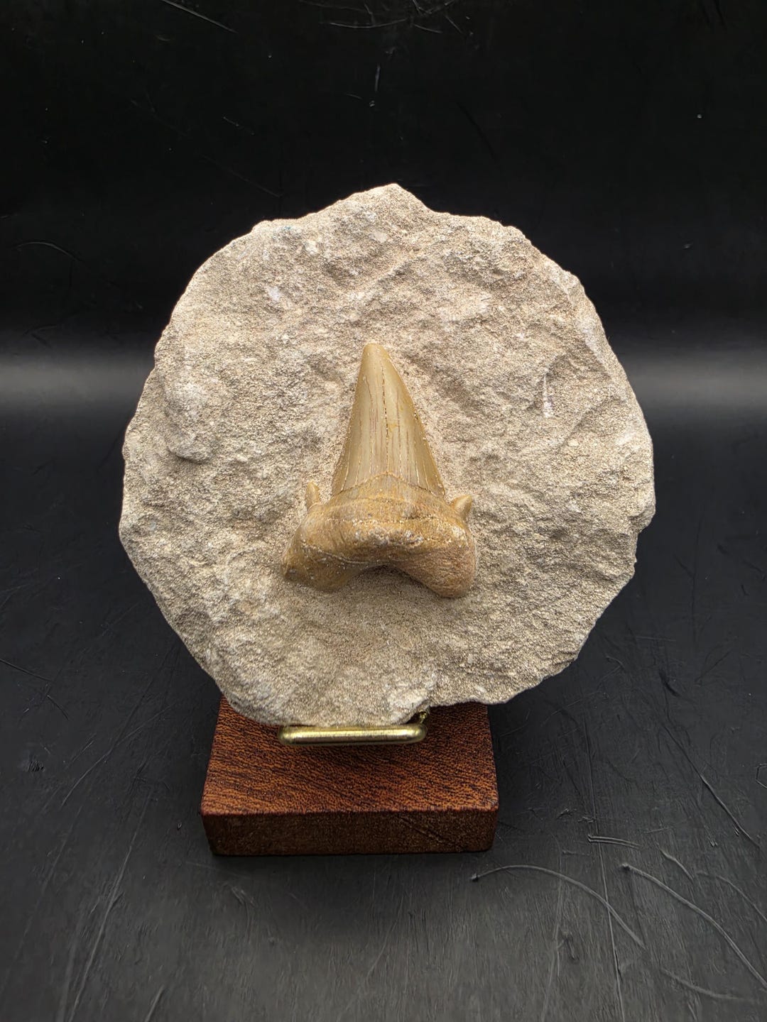 Otodus Shark Tooth on Matrix • Eocene Fossil • Khouribga Morocco ...