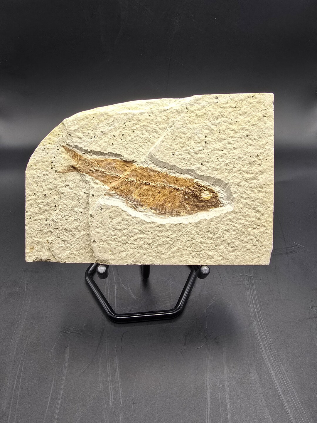 Knightia Fossil Fish Slab • Eocene Specimen, Wyoming USA - Etsy