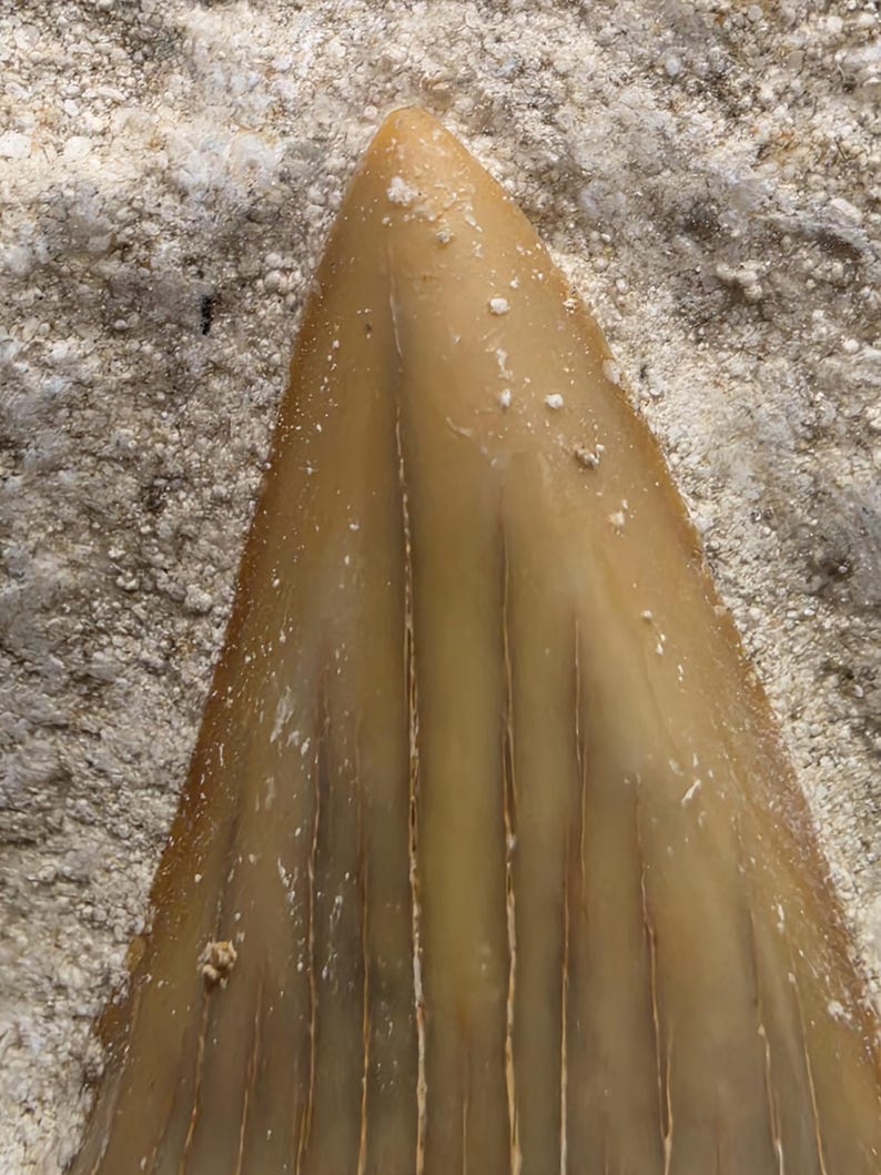Otodus Shark Tooth on Matrix • Eocene Fossil • Khouribga Morocco ...